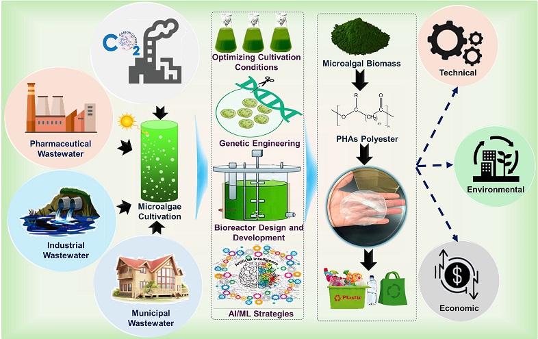 Third-generation biomass for bioplastics: a comprehensive review of ...
